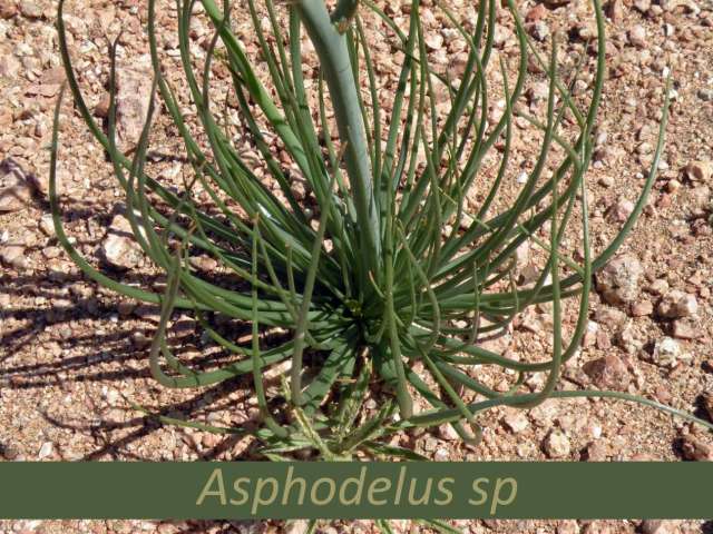 Leaf Morphology: Arrangement – Wandering through Wadis