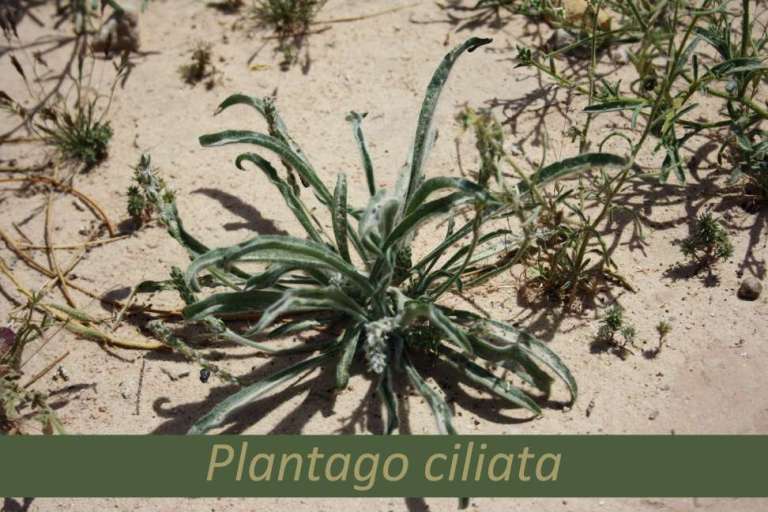 Leaf Morphology: Arrangement – Wandering through Wadis