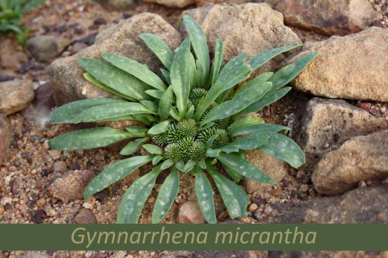 Leaf Morphology: Arrangement – Wandering through Wadis