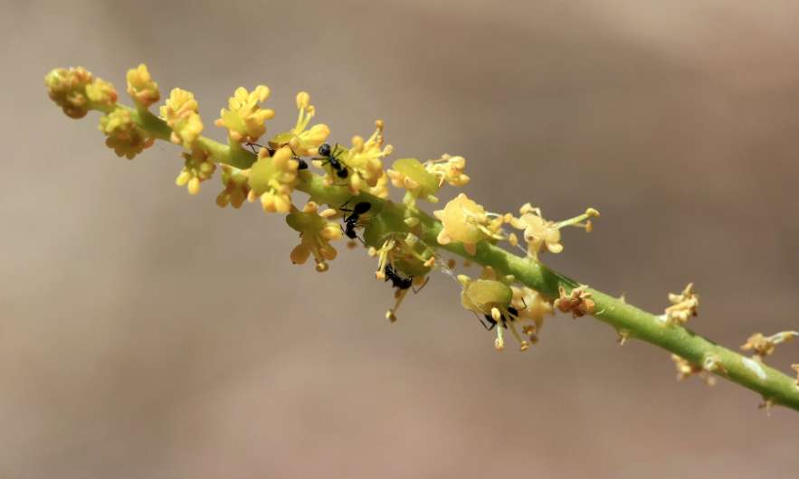 Pearl Plant – Wandering through Wadis