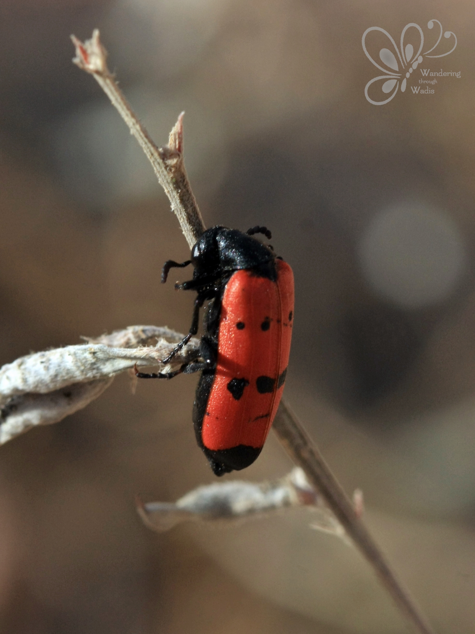 Blister Beetles – Wandering through Wadis