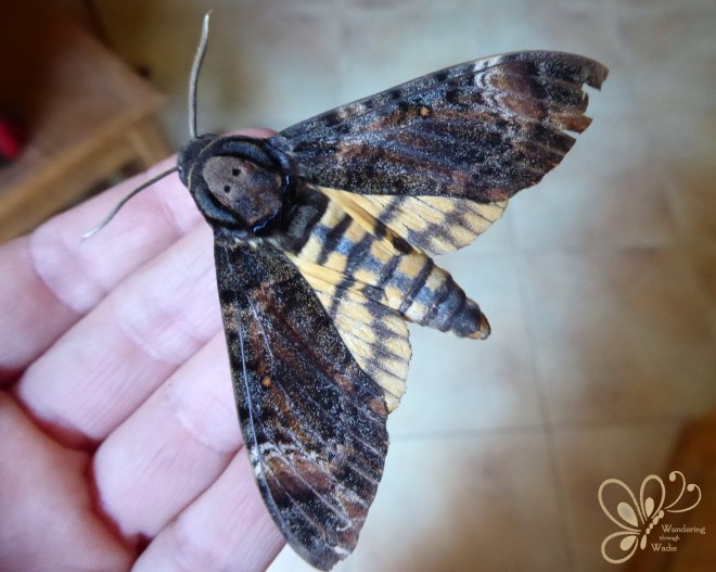 Eastern Death’s Head Hawkmoth – Wandering through Wadis