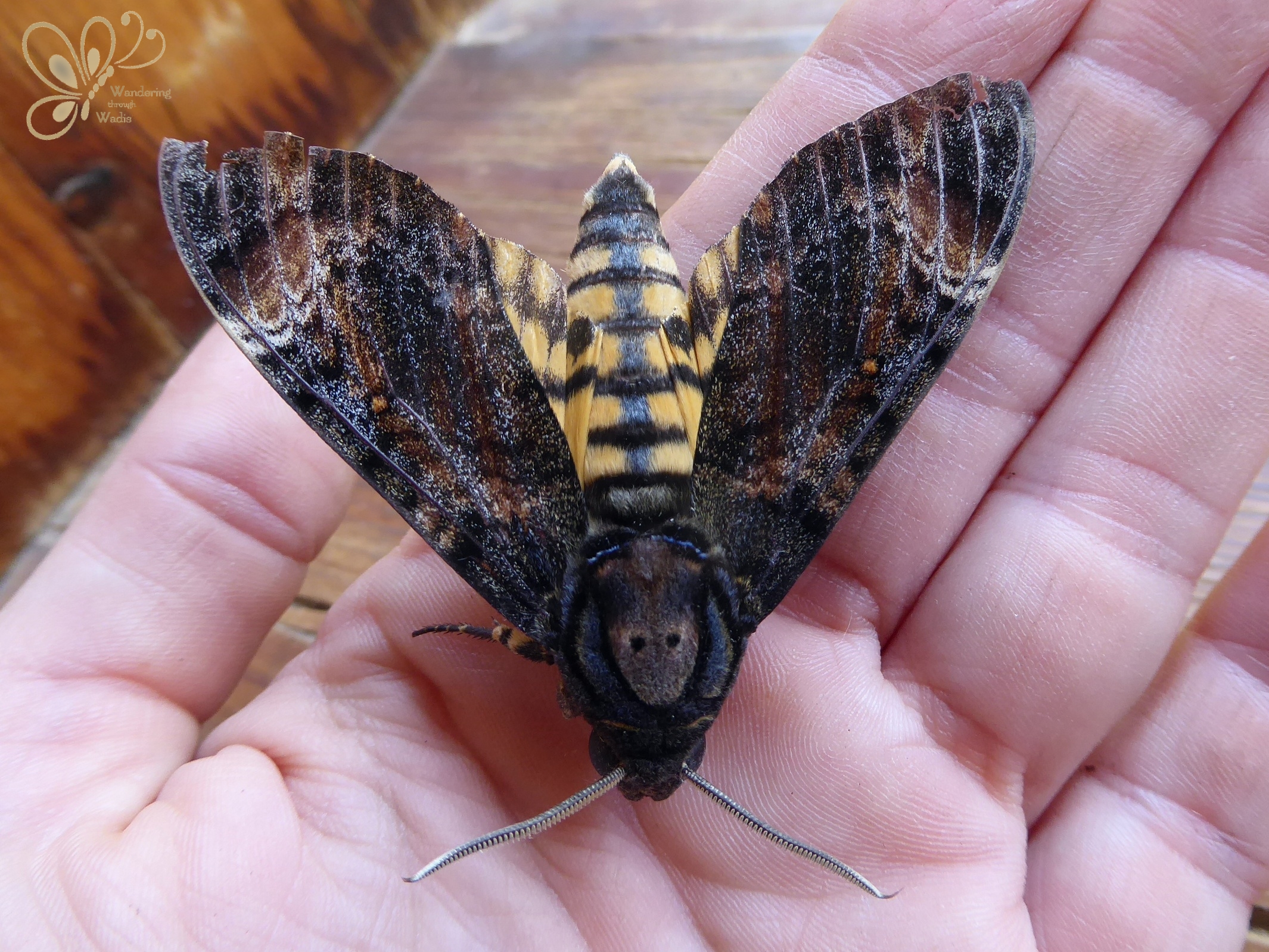 Eastern Death’s Head Hawkmoth – Wandering through Wadis