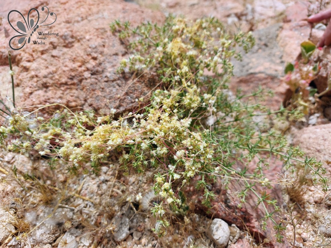 Dodder – A Parasitic Plant – Wandering through Wadis