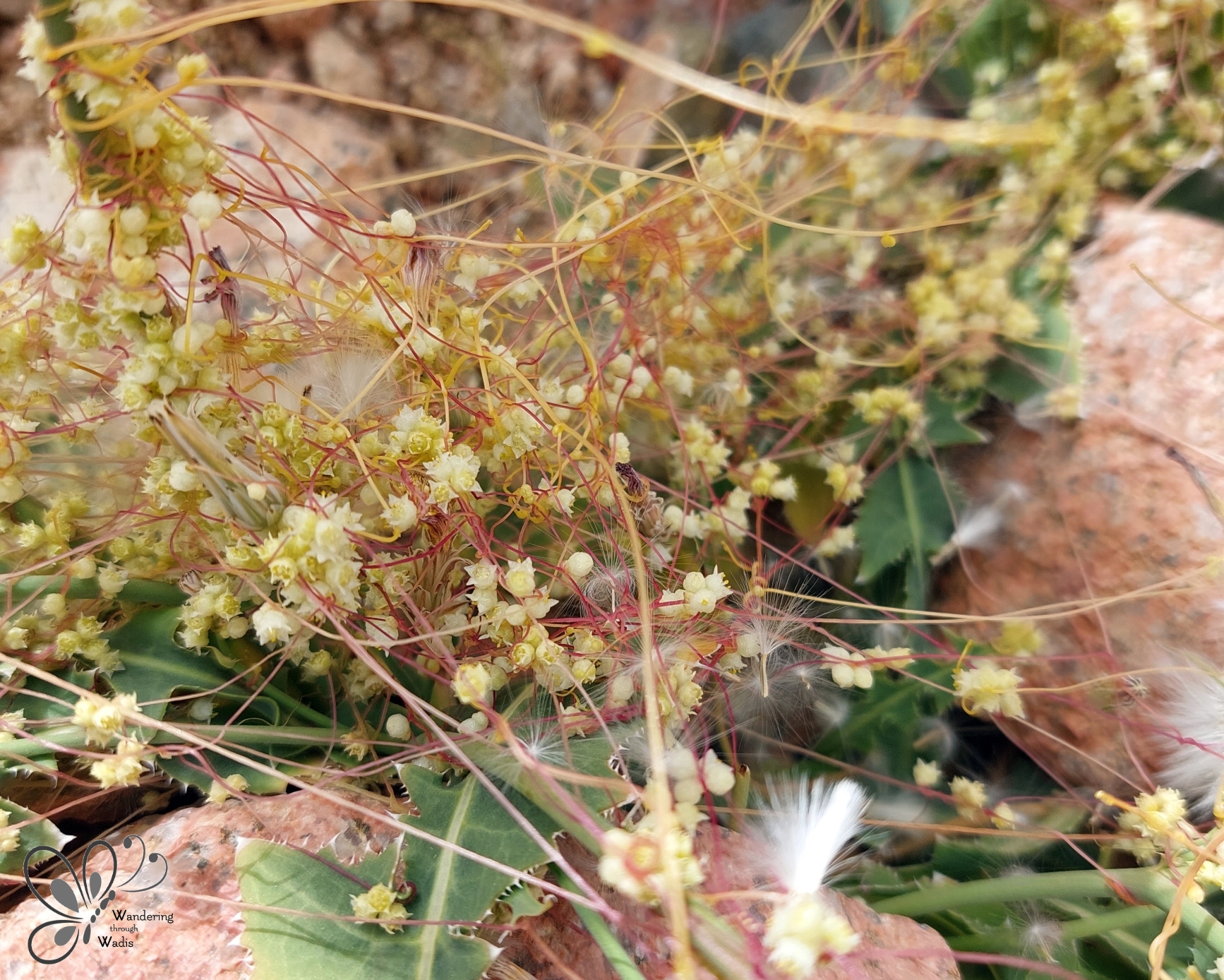 Dodder – A Parasitic Plant – Wandering through Wadis