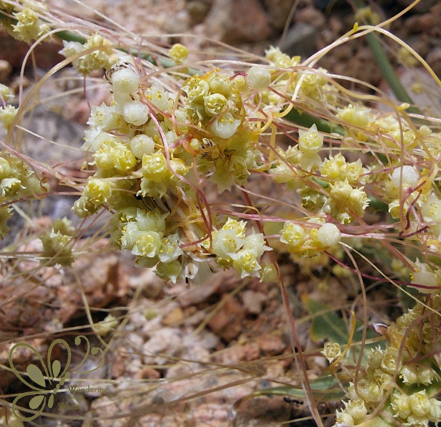 Dodder – A Parasitic Plant – Wandering through Wadis