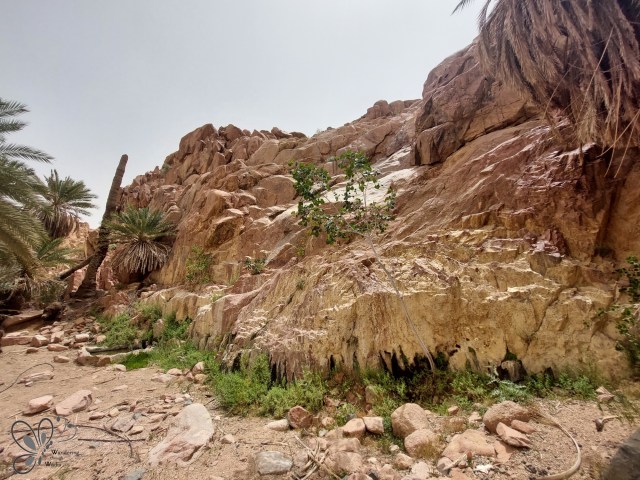 Dodder – A Parasitic Plant – Wandering through Wadis