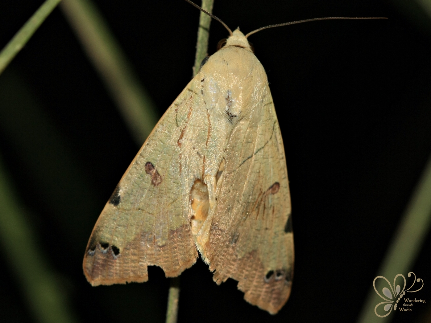 Green Drab Moth – Wandering through Wadis