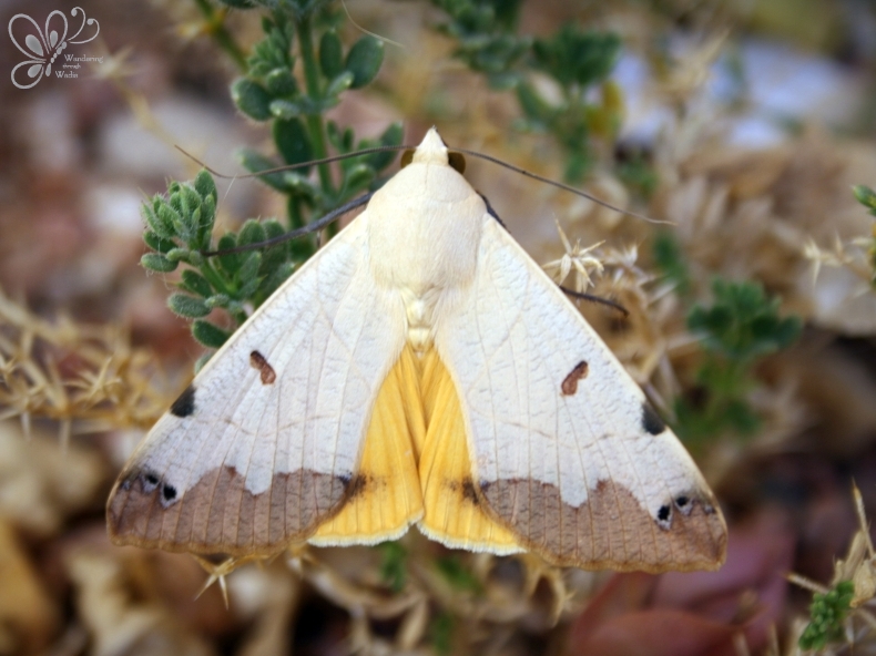 Green Drab Moth – Wandering through Wadis