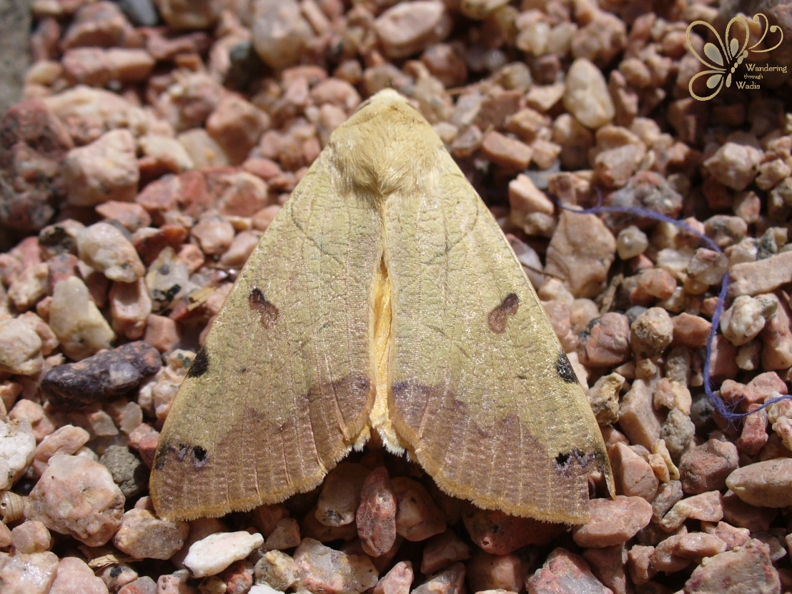Green Drab Moth – Wandering through Wadis