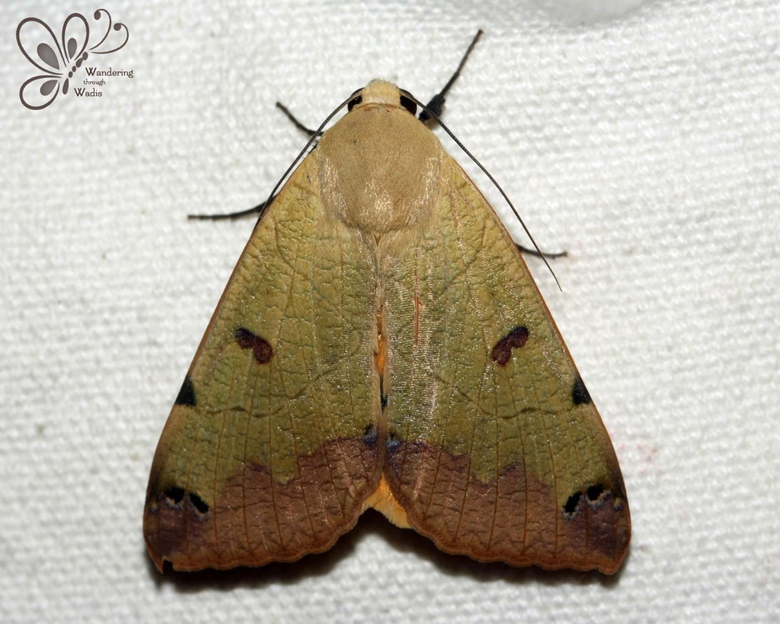 Green Drab Moth – Wandering through Wadis