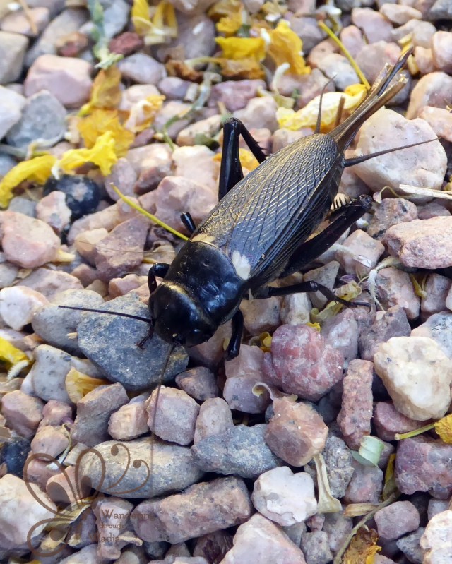 Two-spotted Cricket – Wandering through Wadis