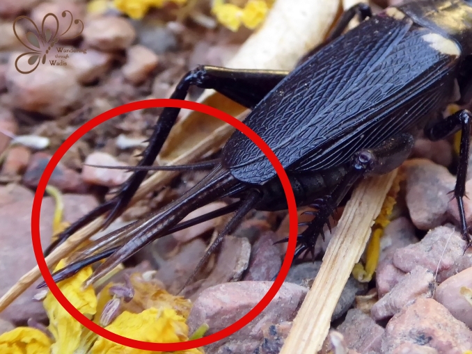 Two-spotted Cricket – Wandering through Wadis