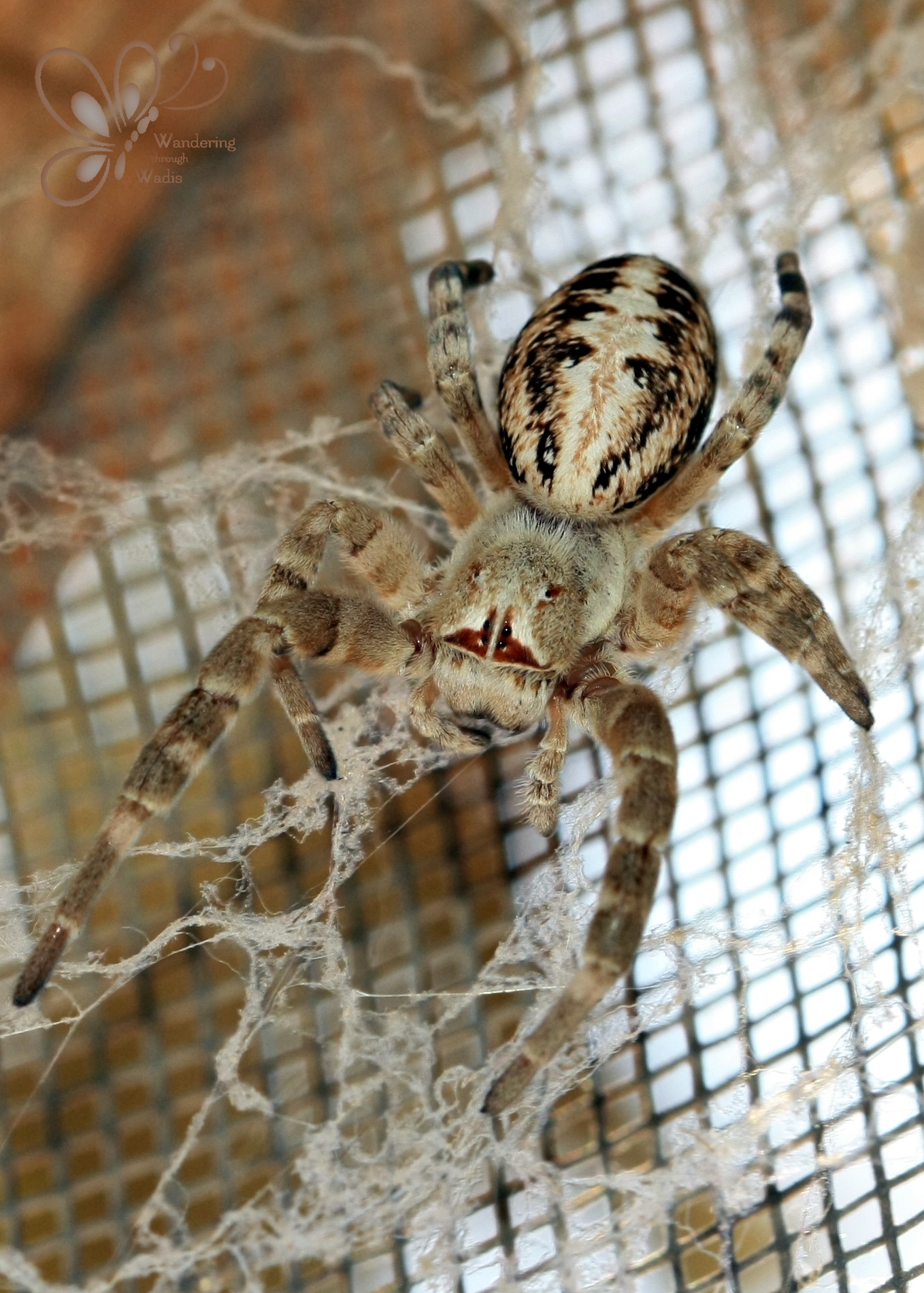Egyptian Pink Velvet Spider – Wandering through Wadis