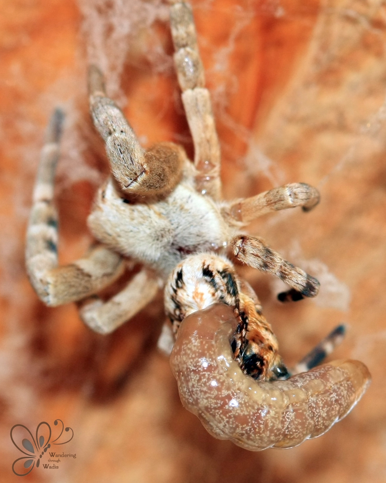 Egyptian Pink Velvet Spider – Wandering through Wadis