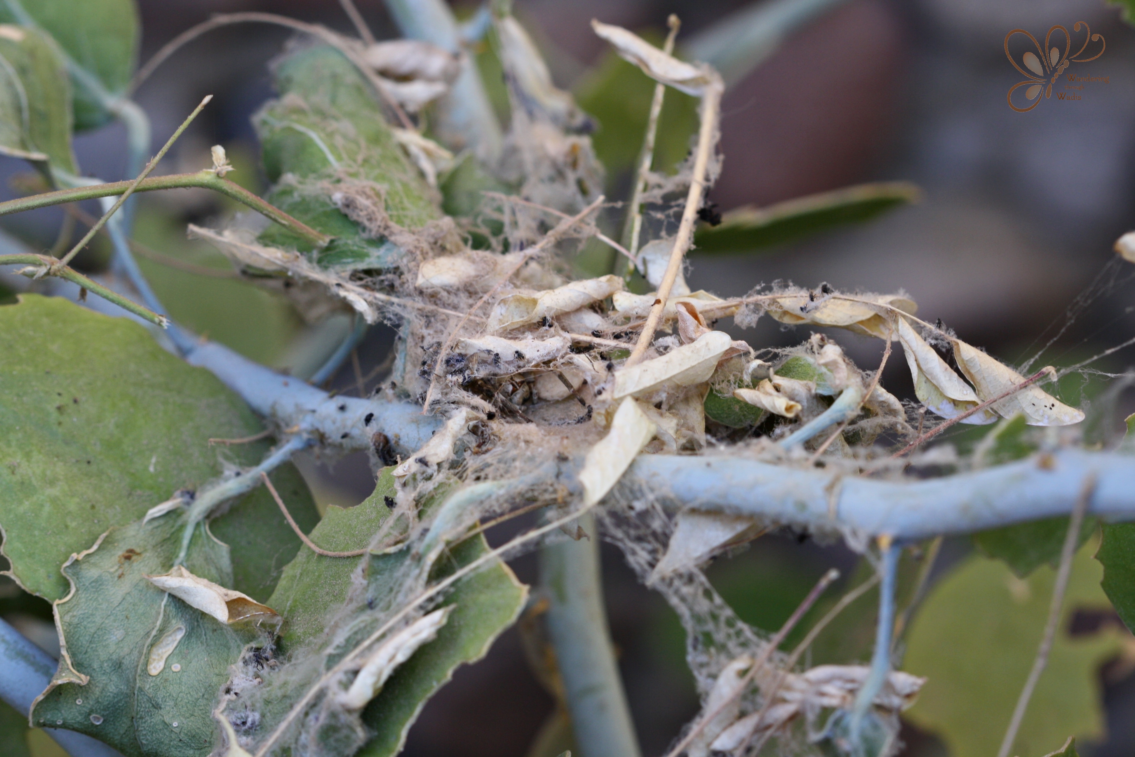 Egyptian Pink Velvet Spider – Wandering through Wadis