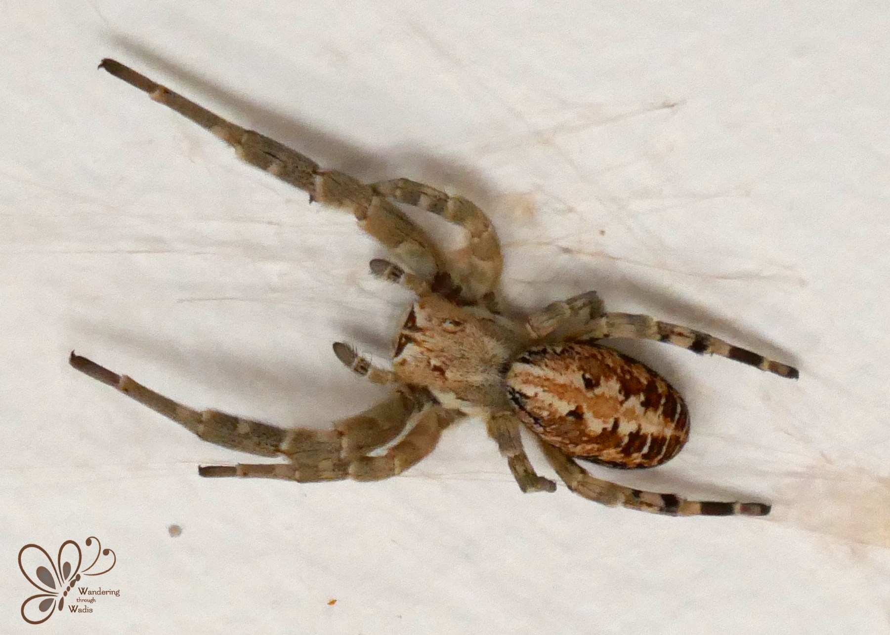 Egyptian Pink Velvet Spider – Wandering through Wadis