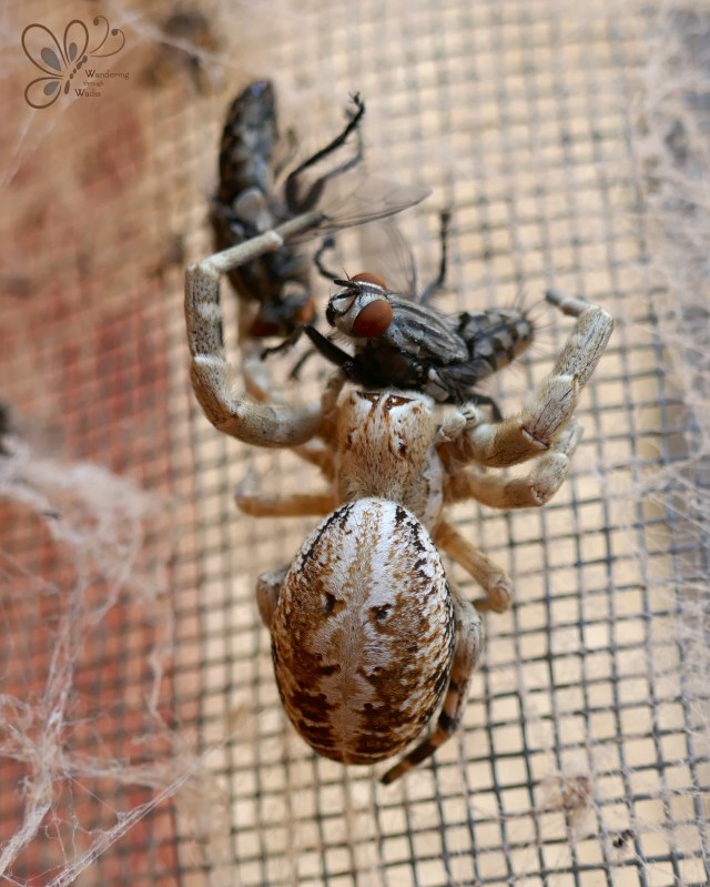 Egyptian Pink Velvet Spider – Wandering through Wadis