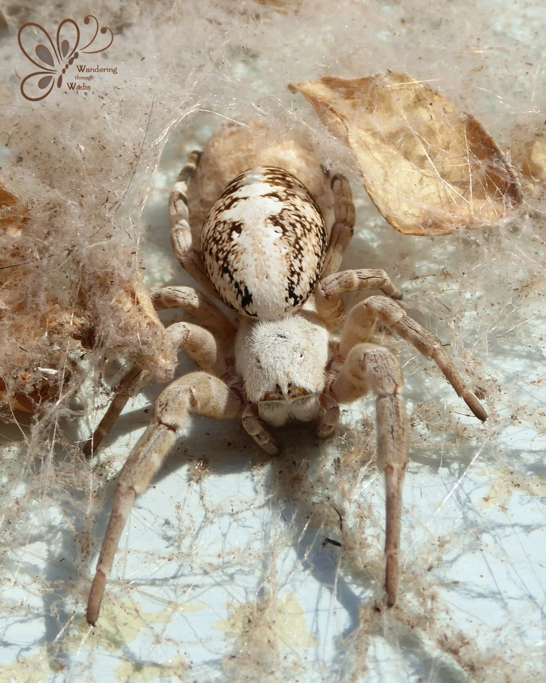 Egyptian Pink Velvet Spider – Wandering through Wadis