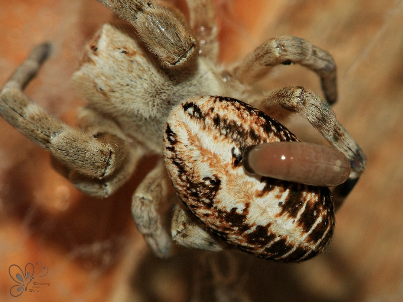 Egyptian Pink Velvet Spider – Wandering through Wadis