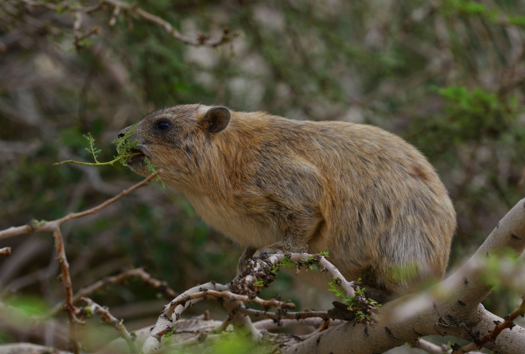 Rock Hyrax – Wandering through Wadis