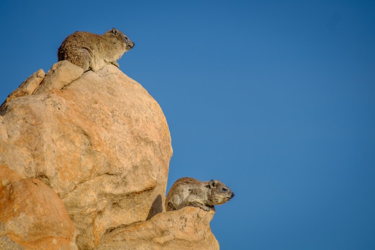 Rock Hyrax – Wandering through Wadis