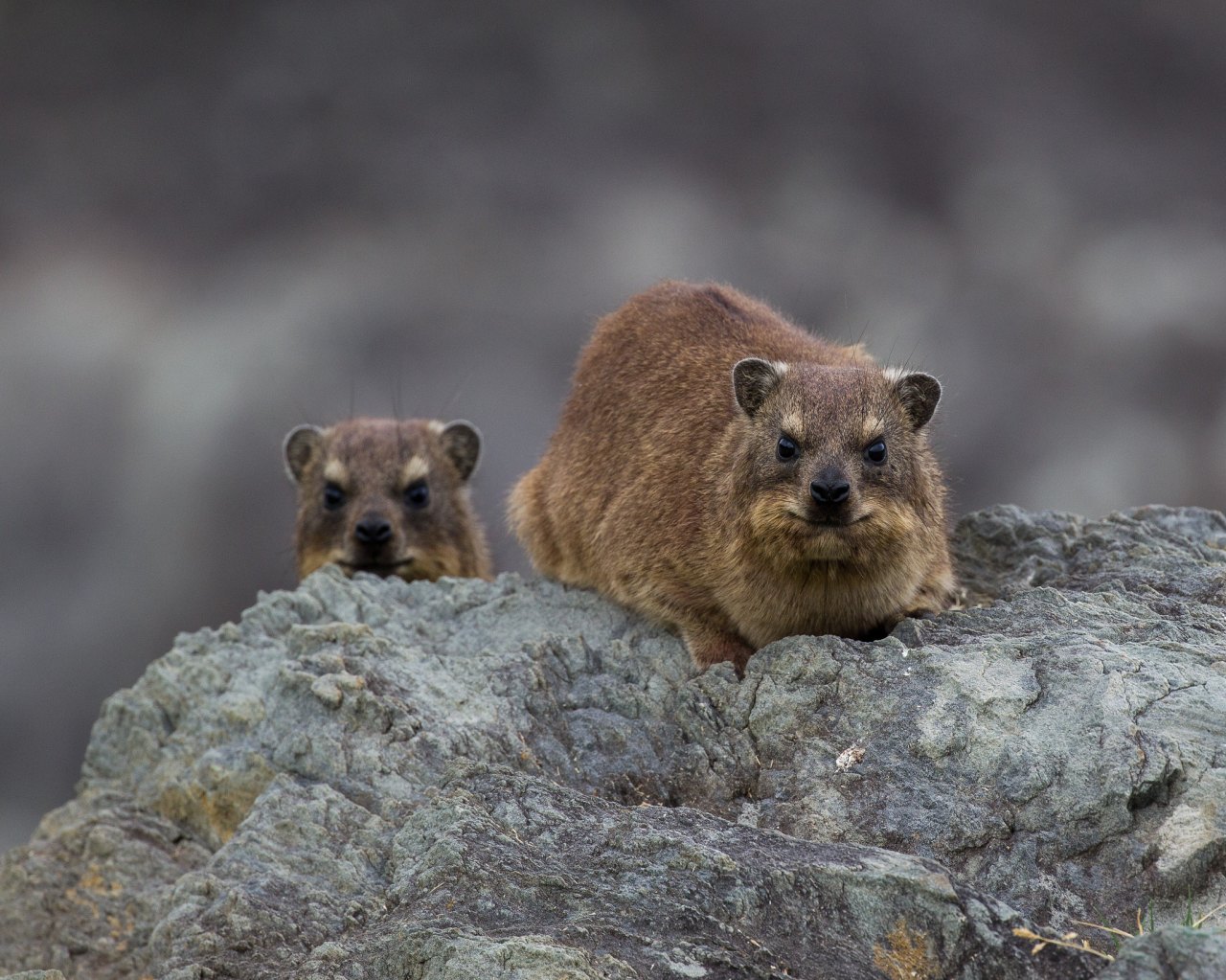 Rock Hyrax – Wandering through Wadis